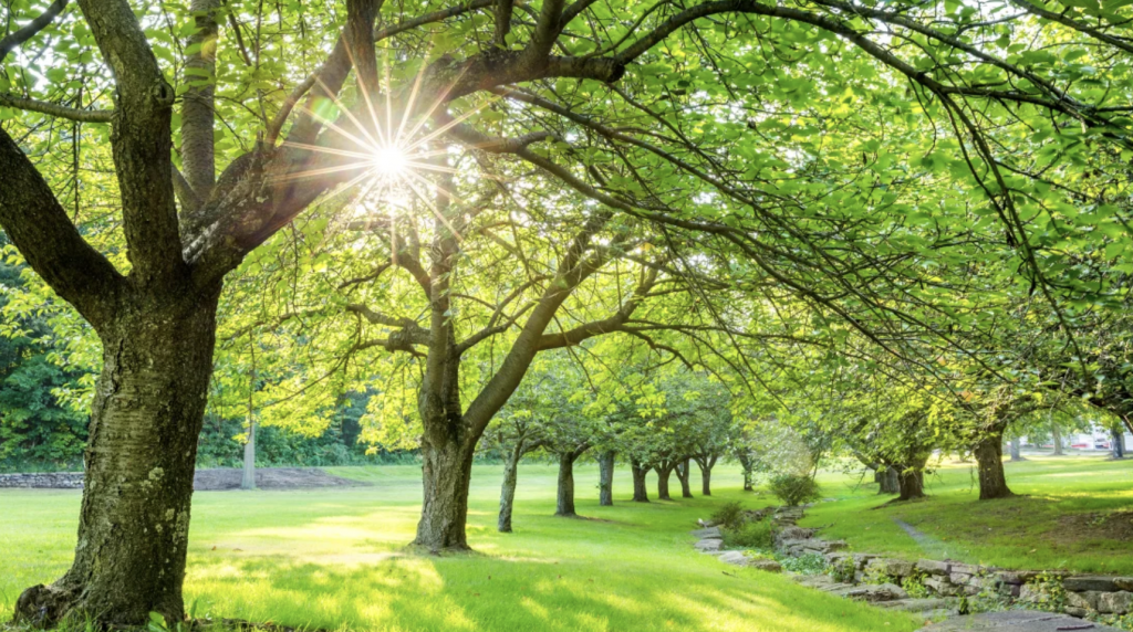 » Blog Archive Summer Moving Guide